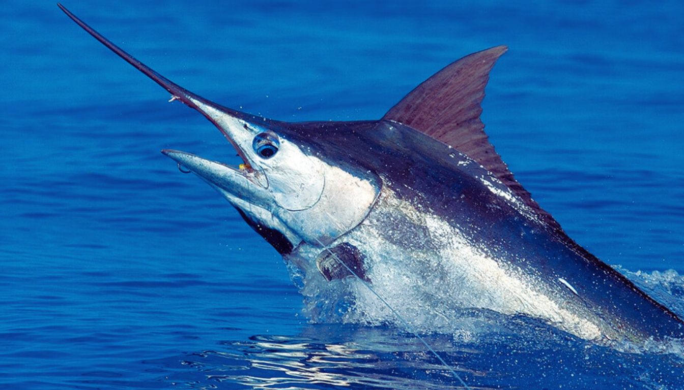🐟 Kona Fishing Report Today 🎣 | October 2025