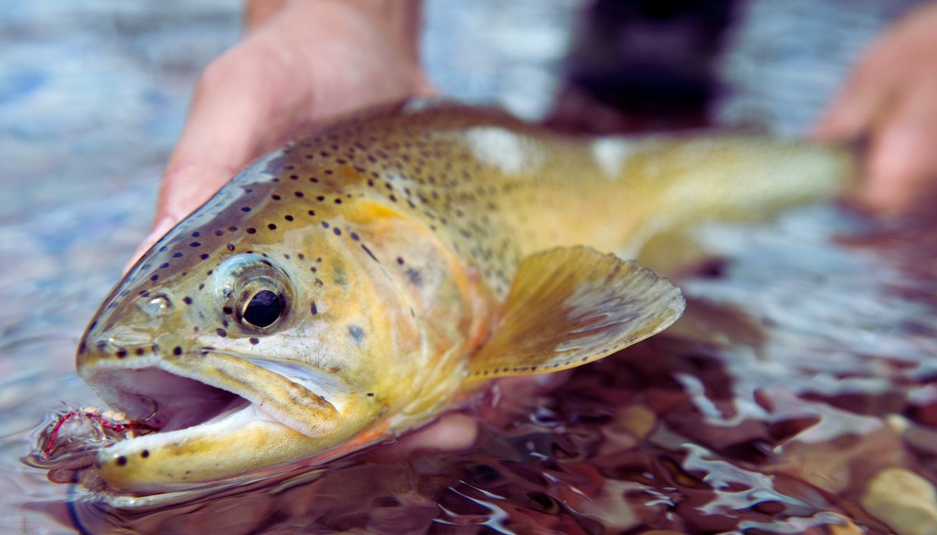 🐟 Yellowstone River Fishing Report Today 🎣 | October 2025