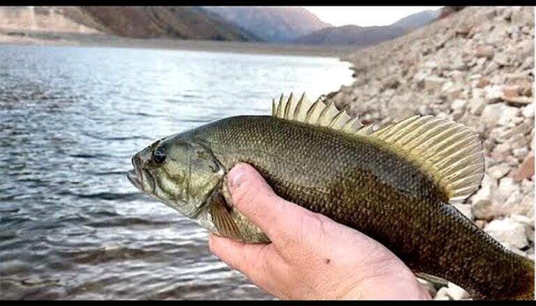 🐟 Deer Creek Reservore Utah Fishing Report Today 🎣 | May 2026