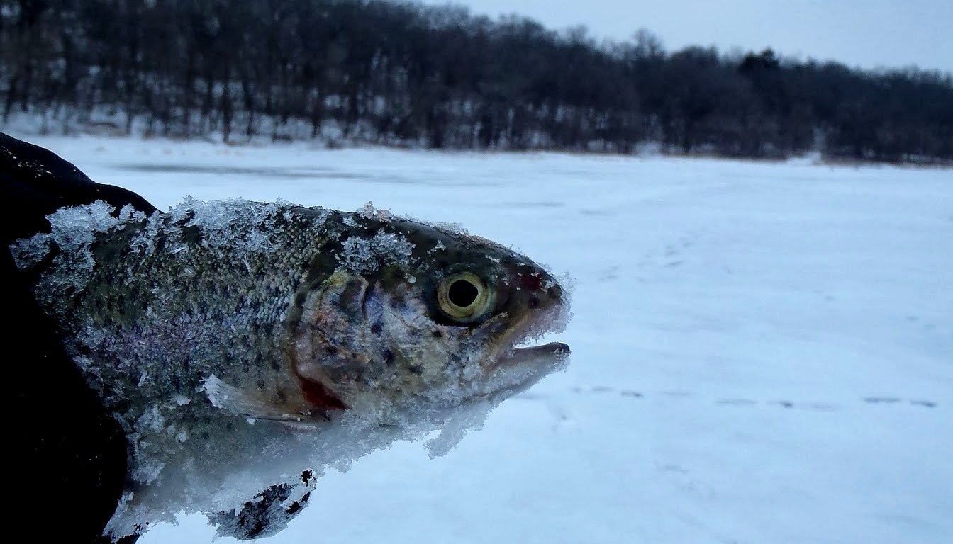 🐟 Lake Henry Colorado Fishing Report Today 🎣 | November 2025