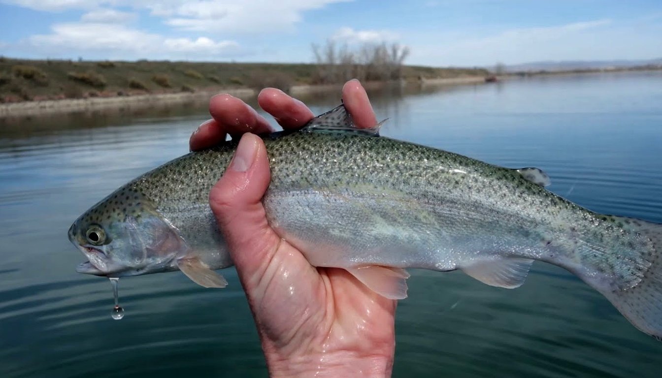 🐟 Douglas Reservoir Fishing Report Today 🎣 | November 2025