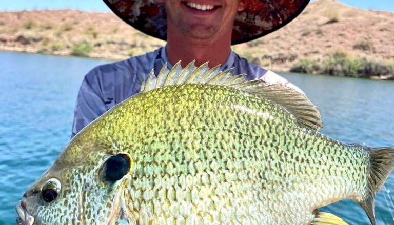 🐟 Lake Havasu Fishing Report Today 🎣 | June 2026