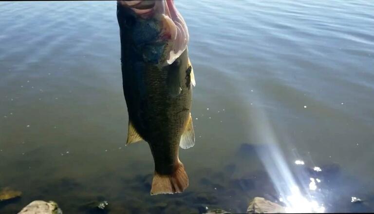 🐟 Lower Horseshoe Lake Fishing Report Today 🎣 | May 2026