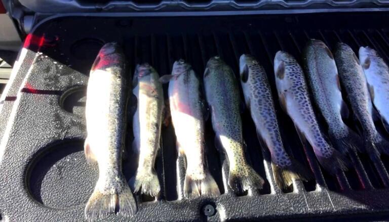 🐟 Willow Springs Lake, Arizona Fishing Report Today 🎣 | June 2026