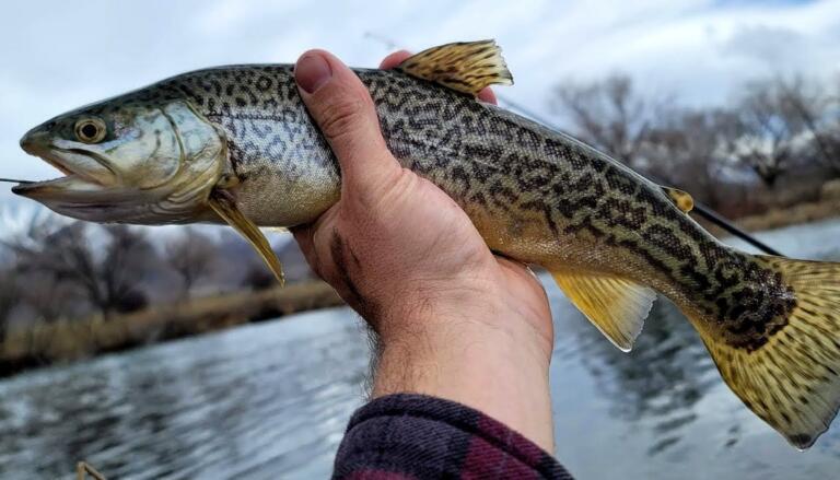 🐟 Boedecker Reservoir, Loveland CO Fishing Report Today 🎣 | May 2026