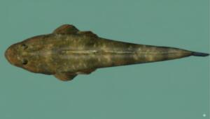 How To Catch Flathead: Complete Guide To Techniques, Gear, And ...