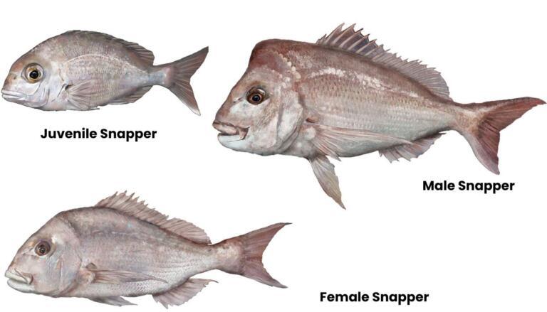 How To Catch Snapper: Complete Guide To Techniques, Gear, And Locations ...