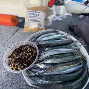 How To Catch Garfish: Complete Guide To Techniques, Gear, And Locations ...