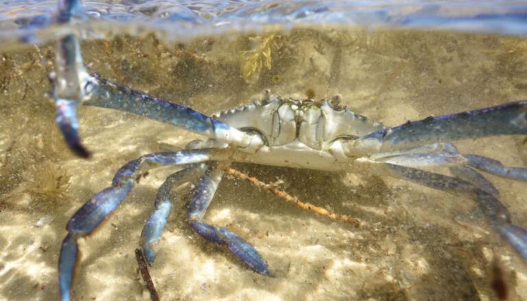 How To Catch Blue Swimmer Crab: Complete Guide To Techniques, Gear, And ...