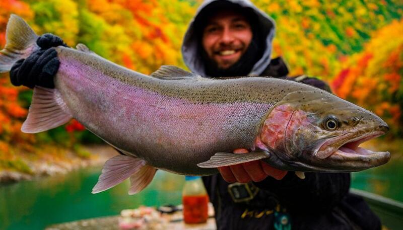 How To Catch Steelhead: Complete Guide To Techniques, Gear, And ...