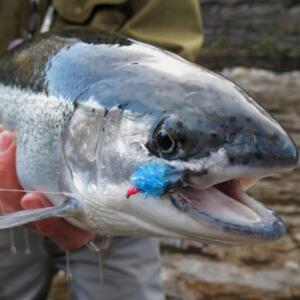 How To Catch Steelhead: Complete Guide To Techniques, Gear, And ...