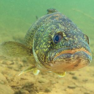 How To Catch Walleye: Complete Guide To Techniques, Gear, And Locations ...