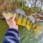 How To Catch Yellow Perch: Complete Guide To Techniques, Gear, And ...