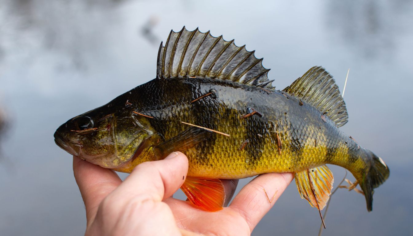 How To Catch Yellow Perch: Complete Guide To Techniques, Gear, And ...